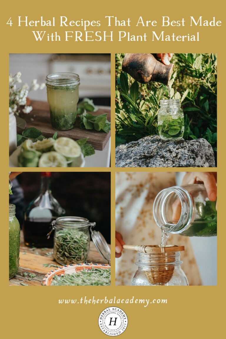 4 Herbal Recipes That Are Best Made With FRESH Plant Material – Herbal ...