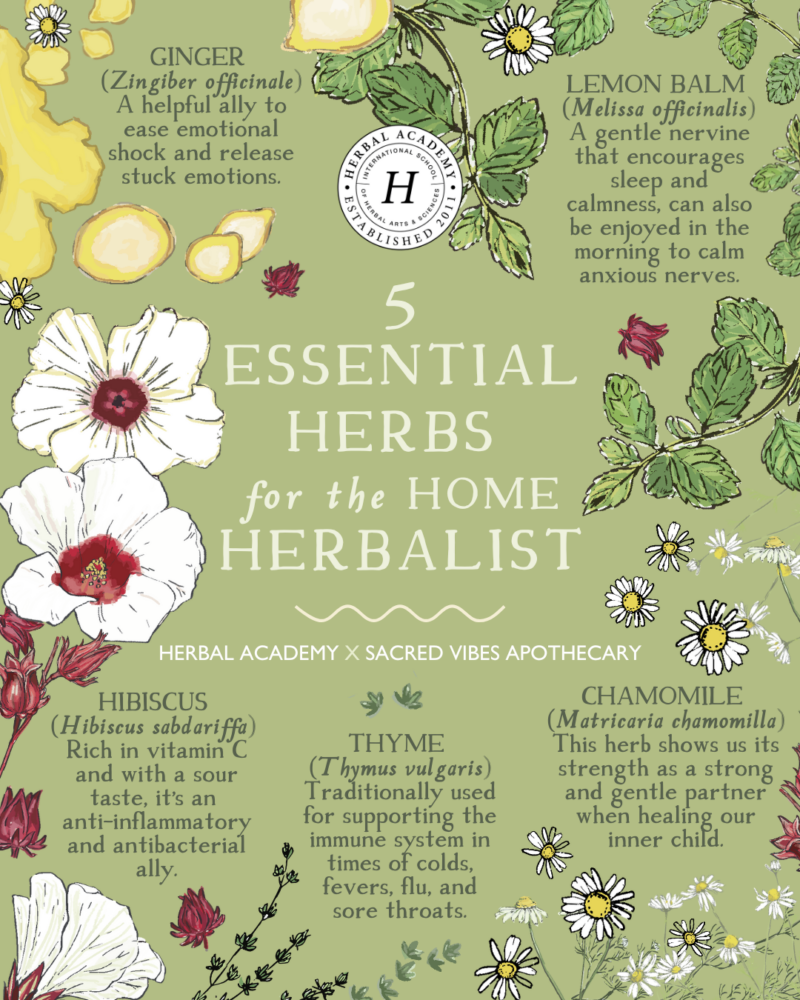 5 Essential Herbs for the Herbalist in Your Home – Herbal Academy