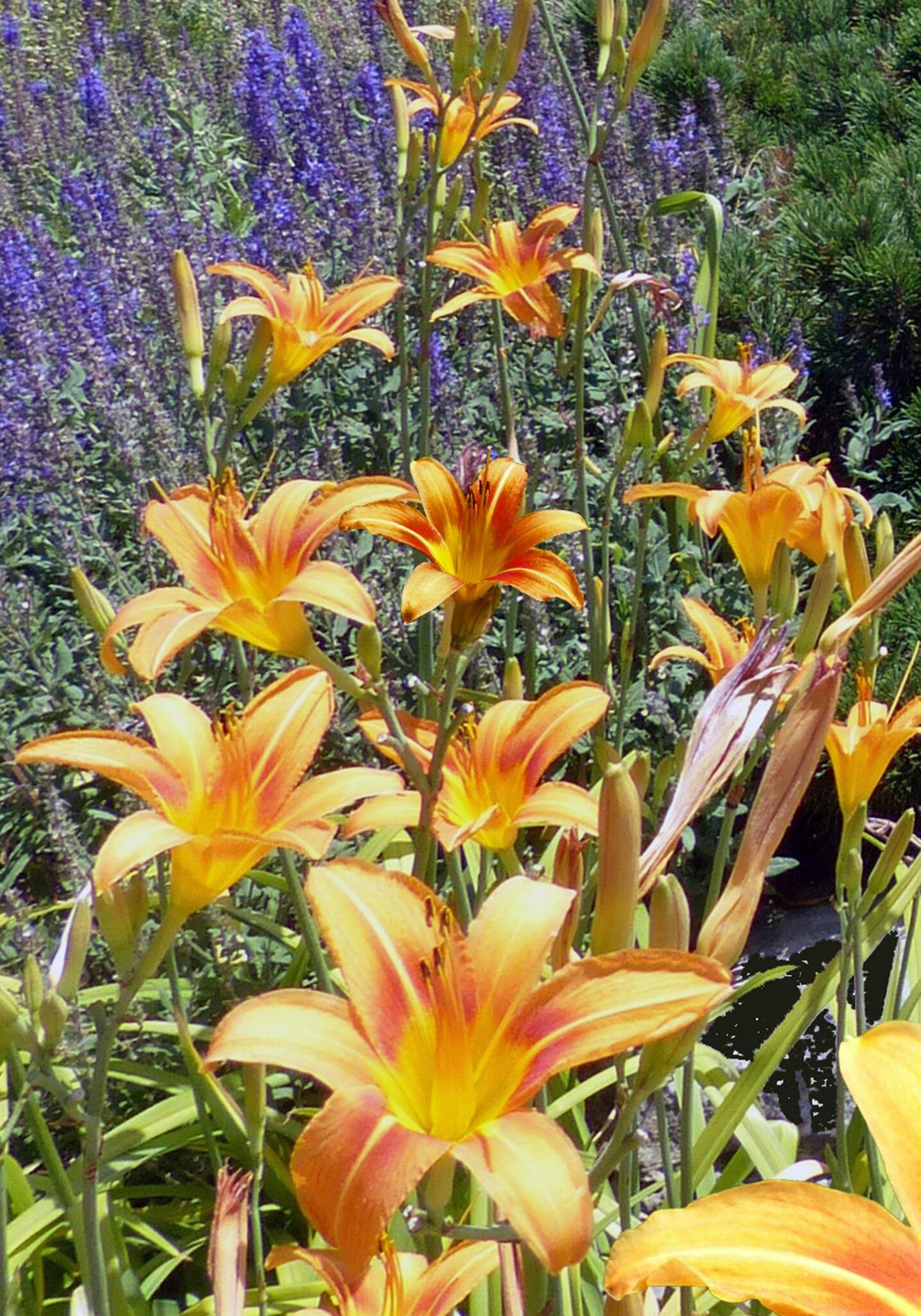 Daylily Benefits + Recipe: A Sneak Peek from the ‘National Geographic ...