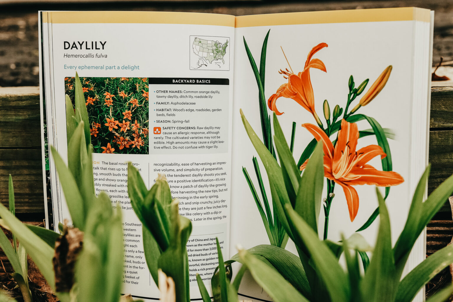 Daylily Benefits + Recipe: A Sneak Peek from the ‘National Geographic ...
