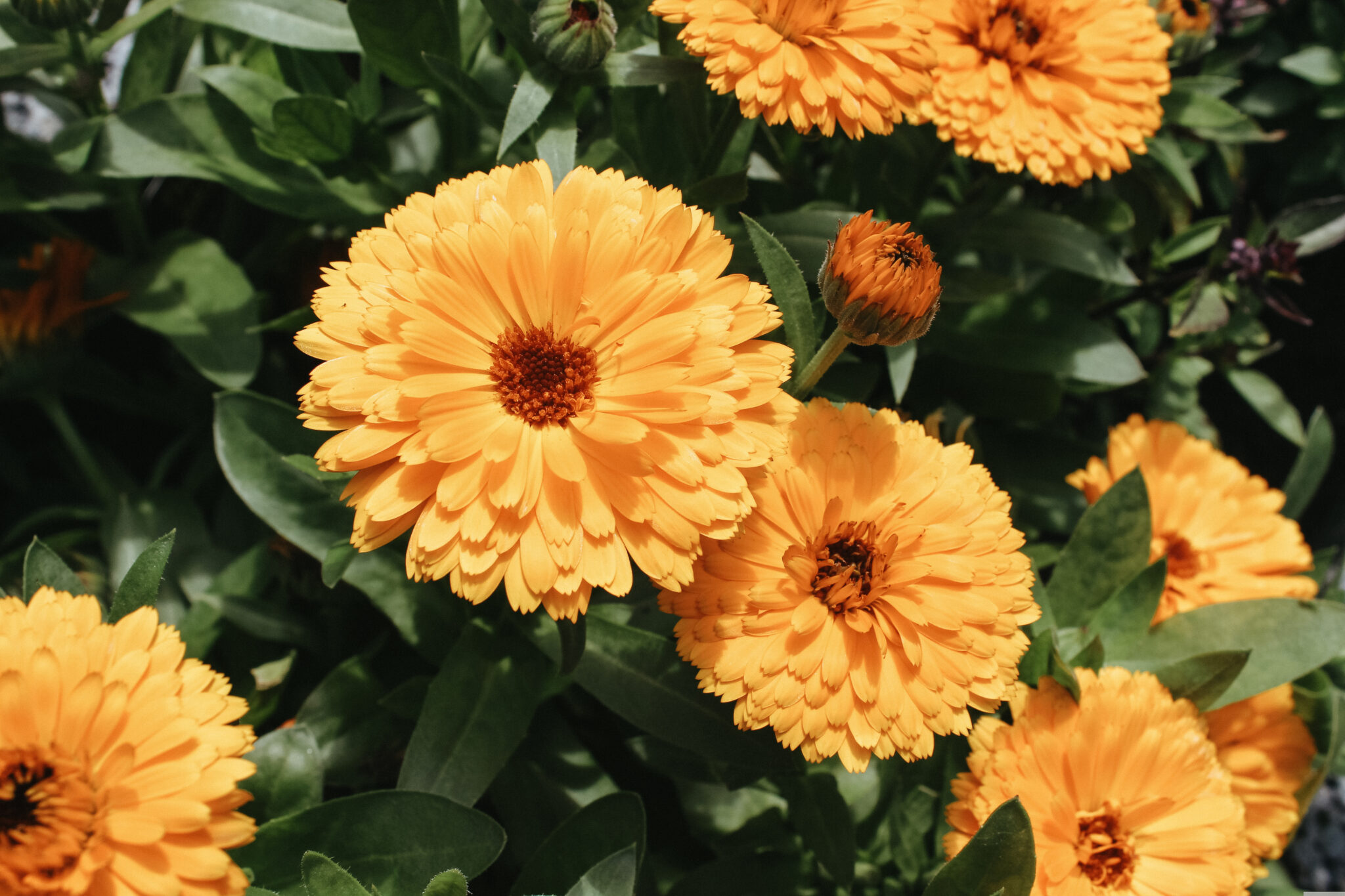 Herbs for Dogs: Calendula and Other Herbs for Canine Skin Health ...