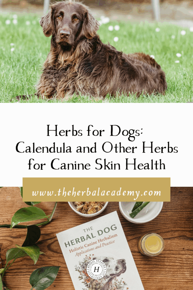 Herbs for Dogs: Calendula and Other Herbs for Canine Skin Health ...
