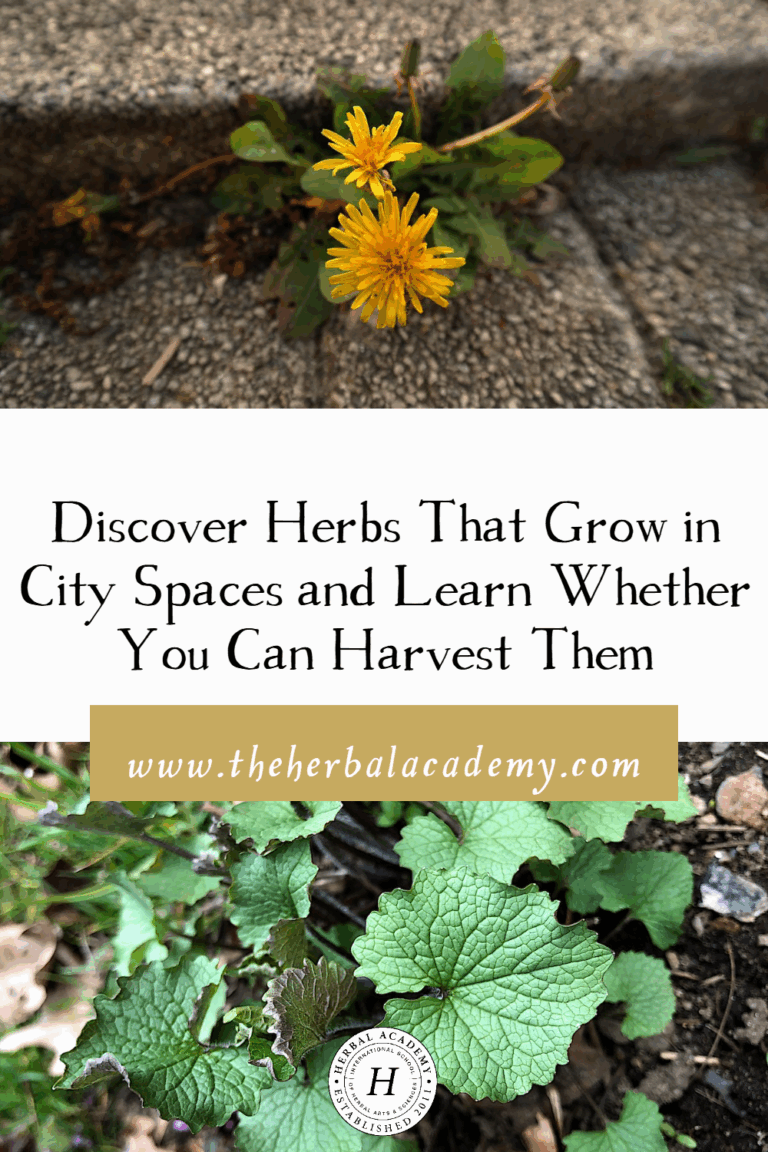 Discover Herbs That Grow in City Spaces and Learn Whether You Can ...