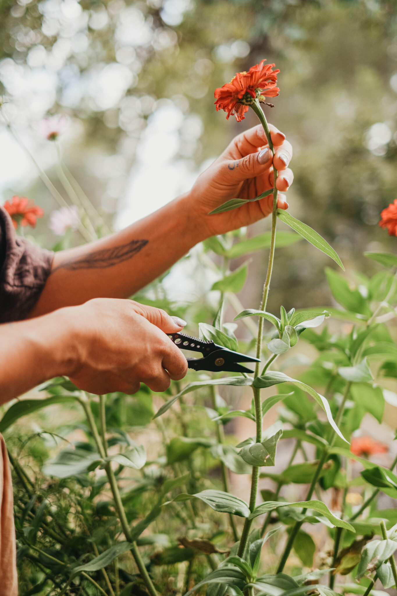 Herb Harvest Tool – Herbal Academy