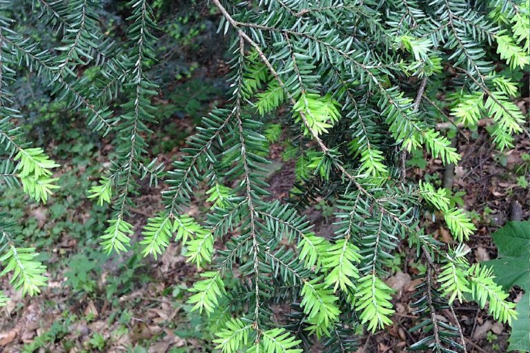 The Benefits of Using the Hemlock Tree in Your Herbal Practice – Herbal ...
